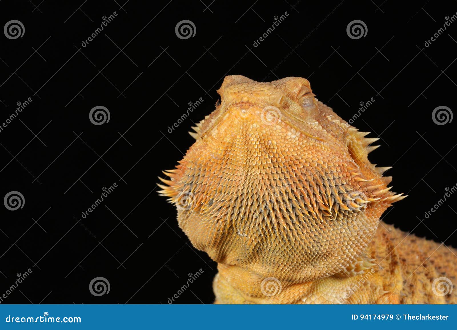 Bearded Dragon - Studio Captured Image Stock Image - Image of desert ...