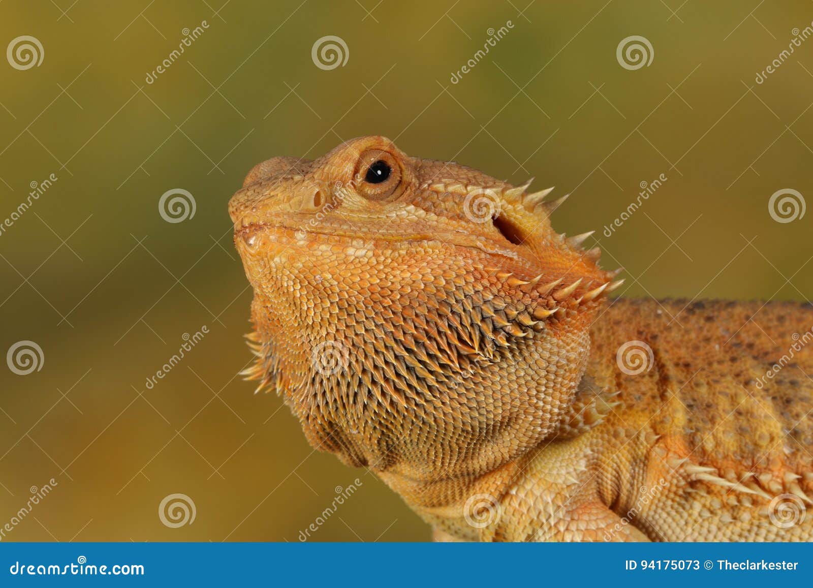 Bearded Dragon - Studio Captured Image Stock Image - Image of looking ...
