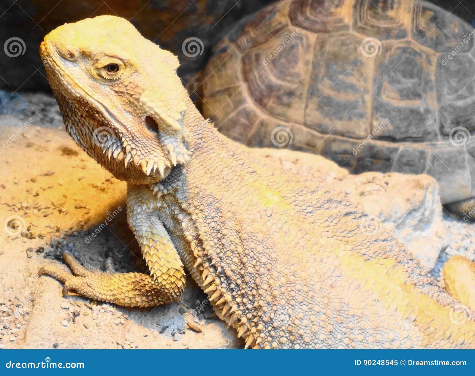 Bearded Dragon and Tortoise Stock Image - Image of bearded, rock: 90248545