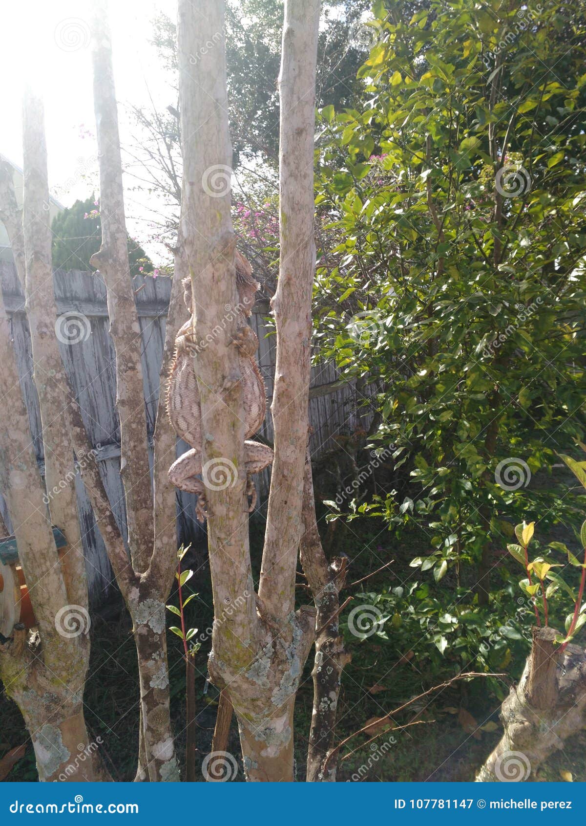 Bearded dragon in tree stock image. Image of daytime - 107781147