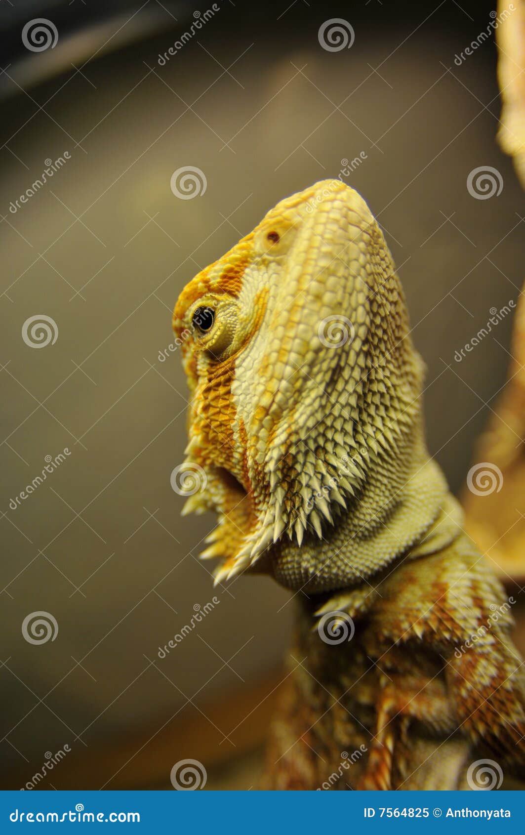 Bearded Dragon Up Close stock image. Image of closeup - 7564825