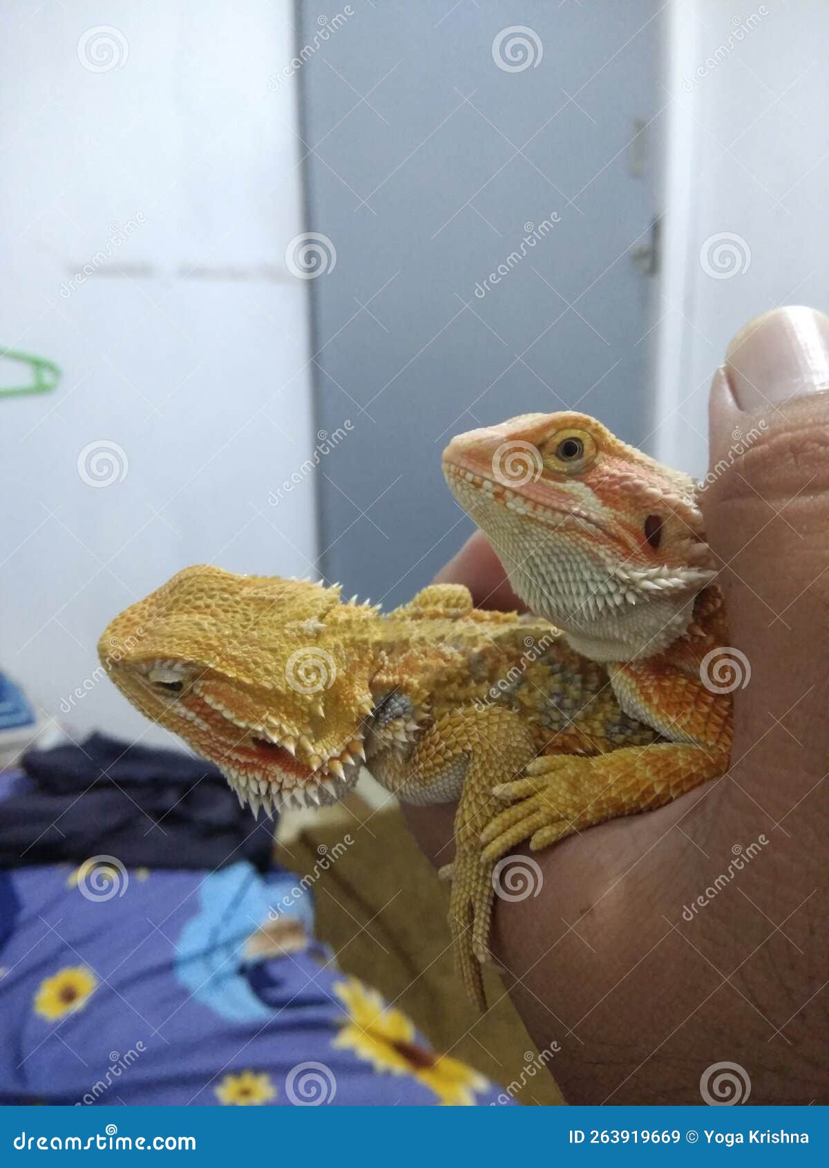 Bearded dragon stock image. Image of amphibian, snake - 263919669