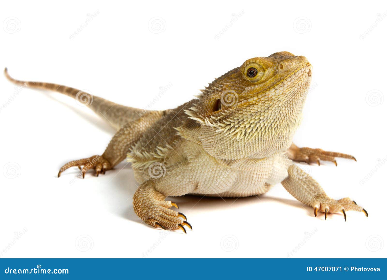 Leucistic Bearded Dragon