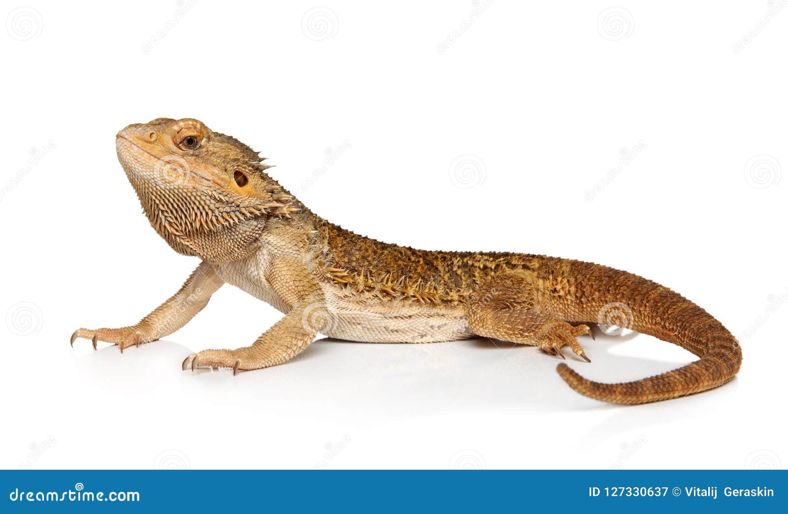 Bearded Dragon on white stock image. Image of carnivore - 127330637
