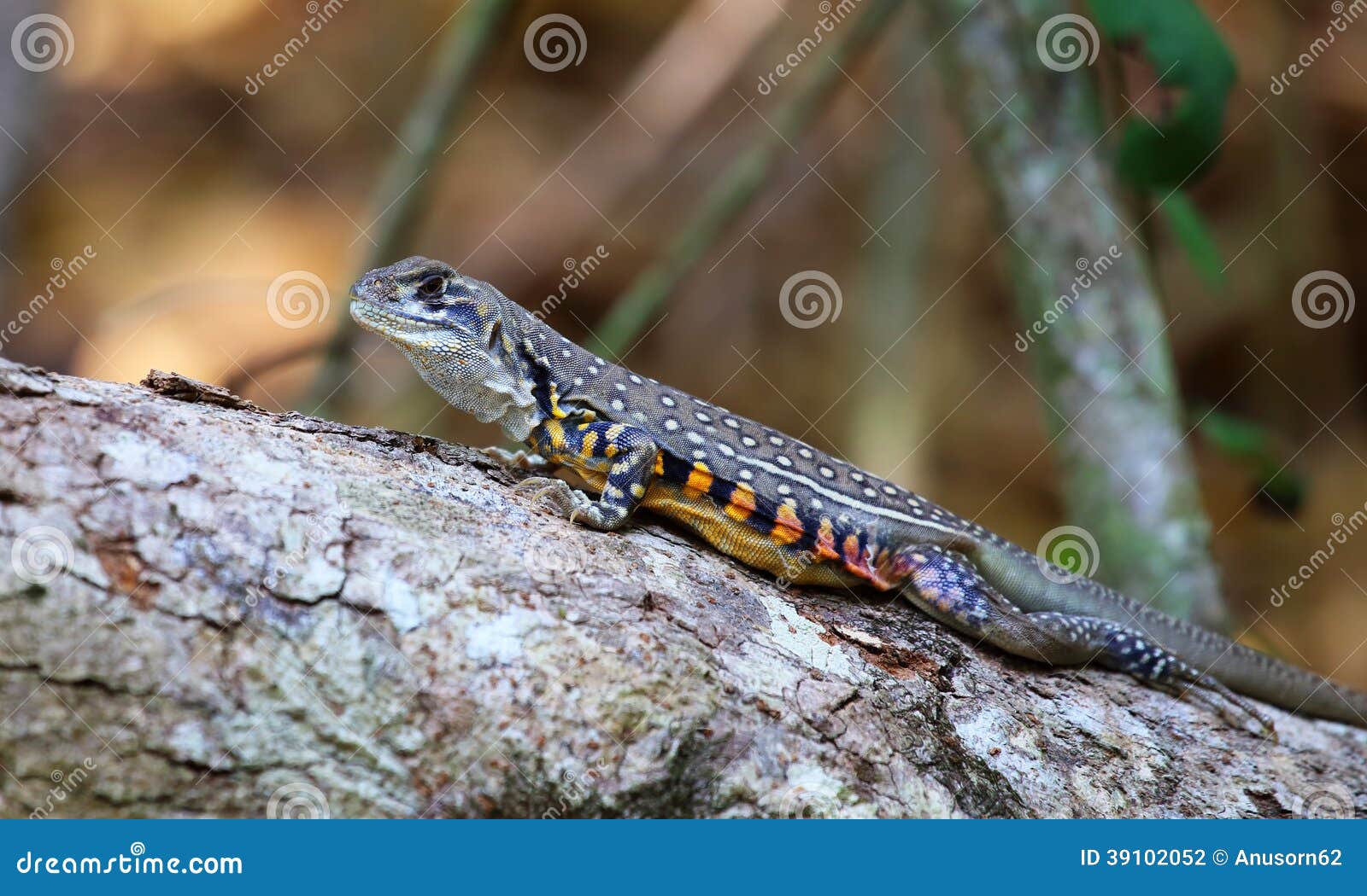 Bearded Dragon in wild stock photo. Image of texture - 39102052