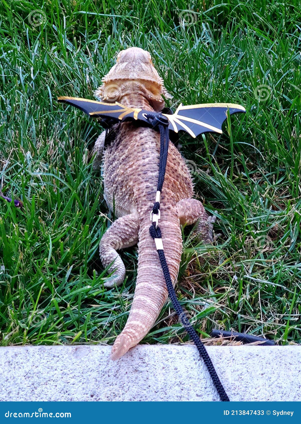 Bearded Dragon With Wings