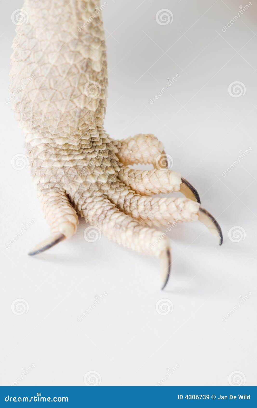 Bearded Dragons claw stock image. Image of pogona, isolated - 4306739