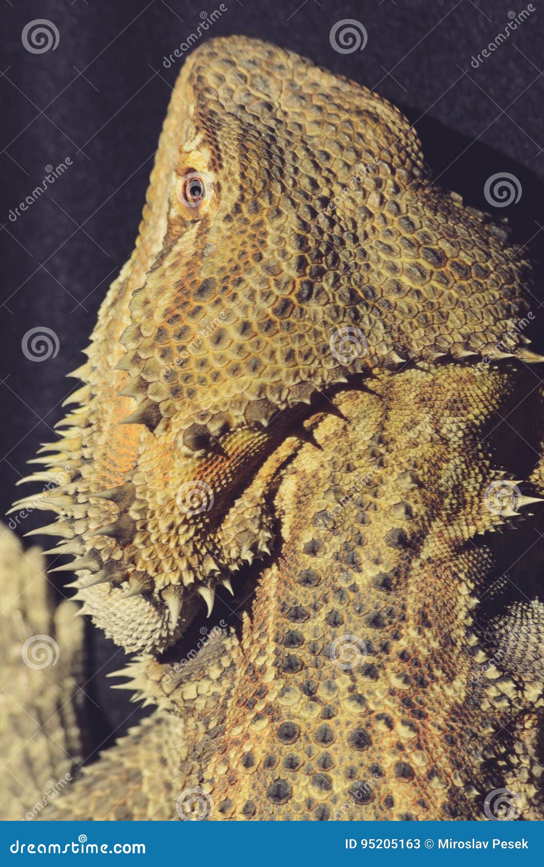 Bearded Dragons Head from Above Stock Image - Image of macro, looking ...