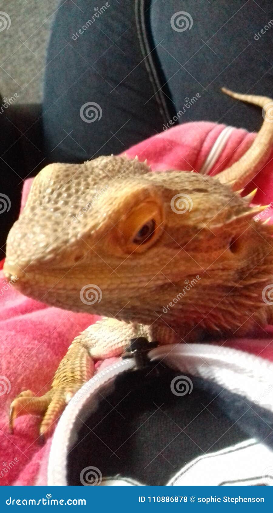 Lizard stock photo. Image of chill, dragons, reptile - 110886878
