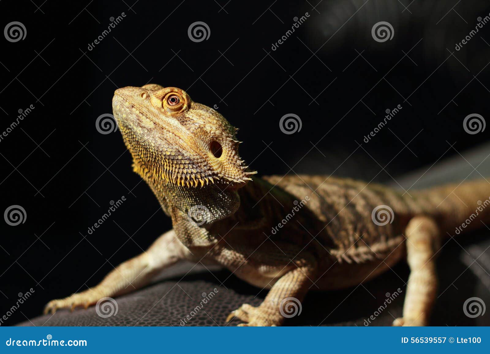 Bearded Draogn Basking in the Sun with Black Background Stock Image ...