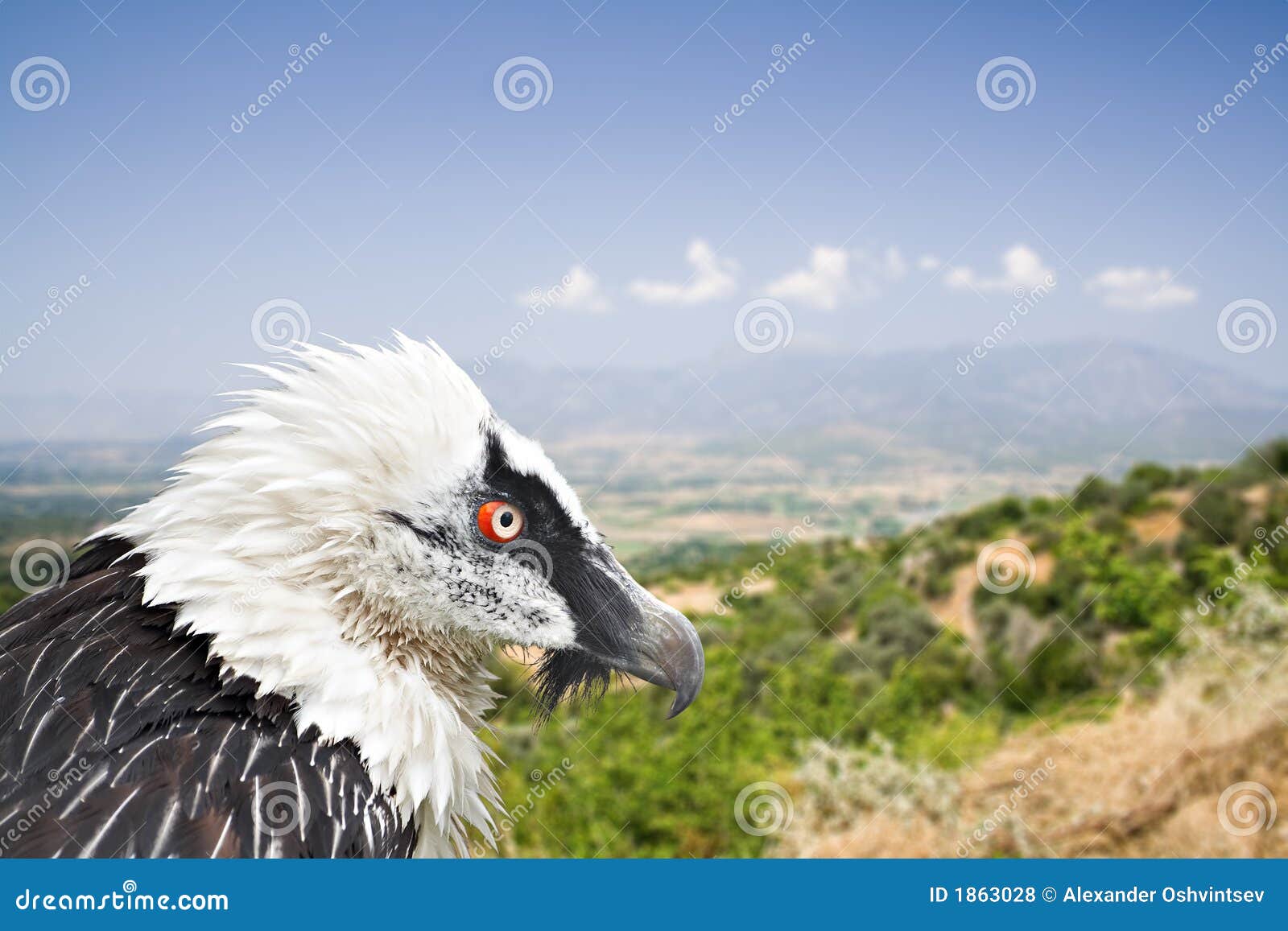 Bearded eagle stock photo. Image of bird, beak, feather - 1863028