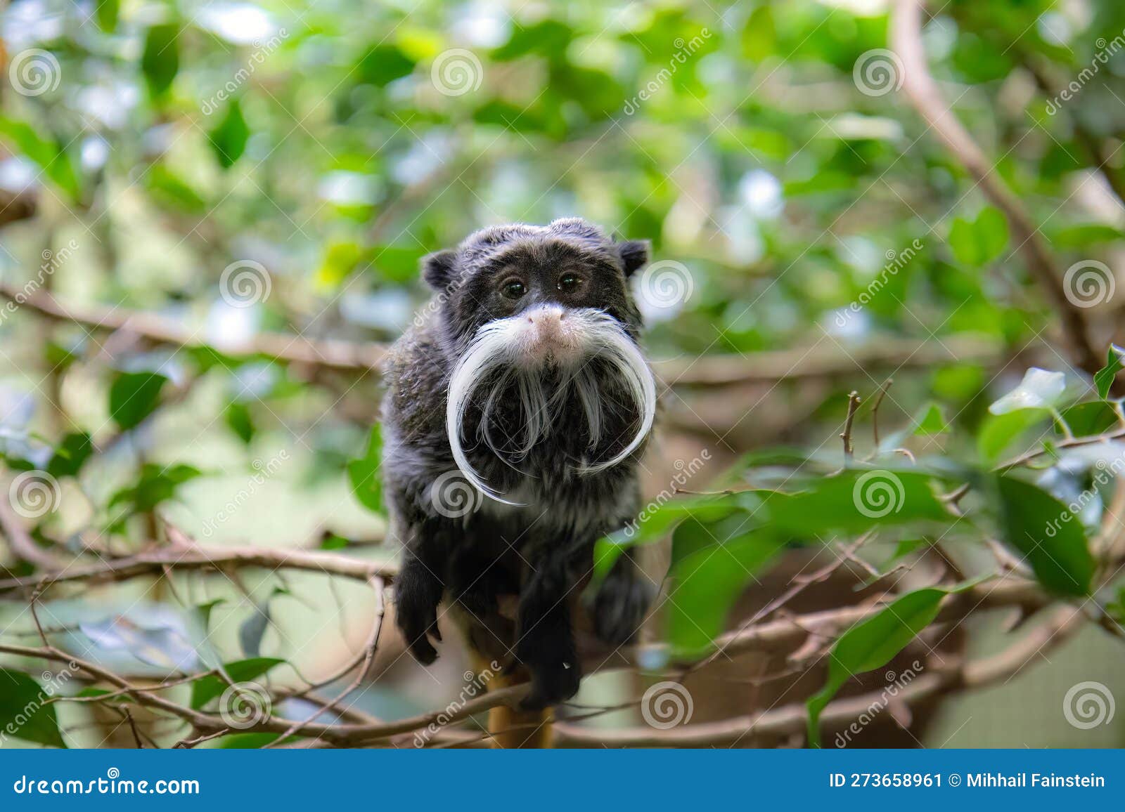 Bearded Emperor Tamarin Monkey Stock Image - Image of endangered ...