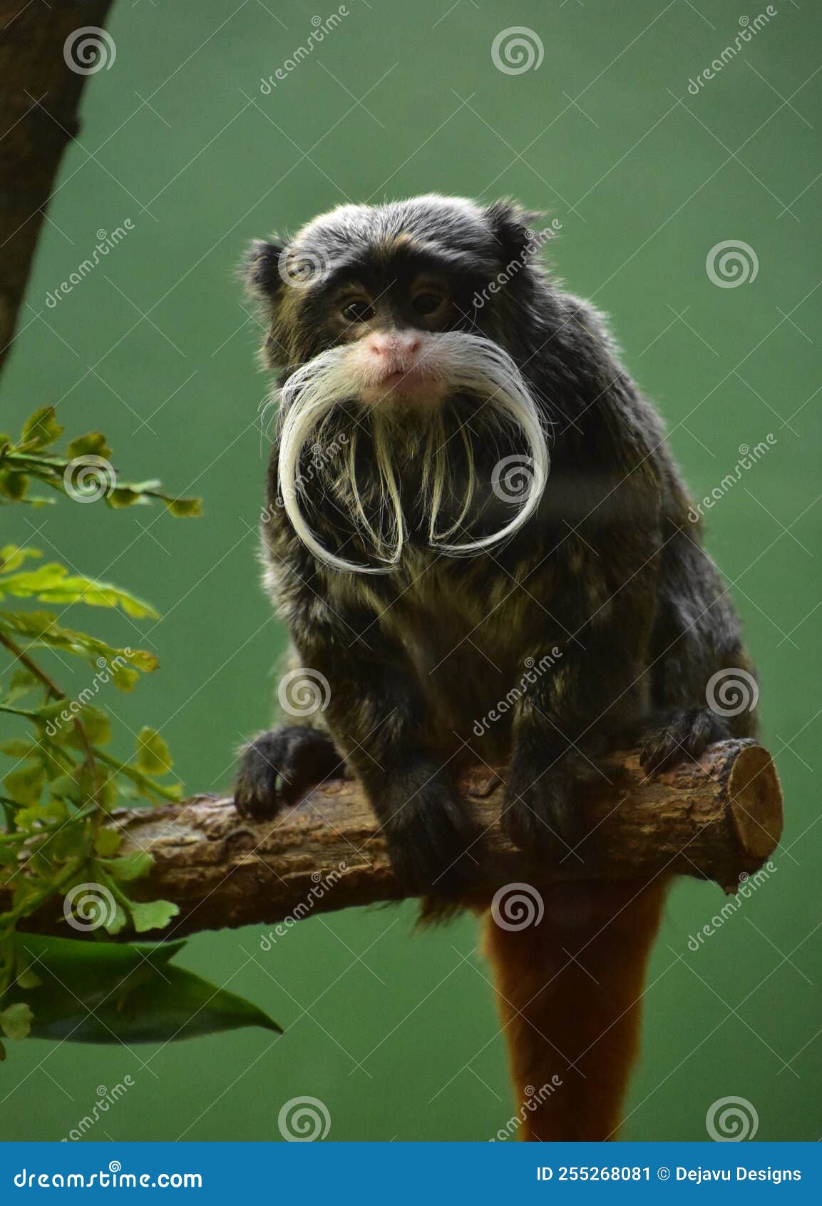 Bearded Emperor Tamarin Monkey Perched on a Branch Stock Image - Image ...