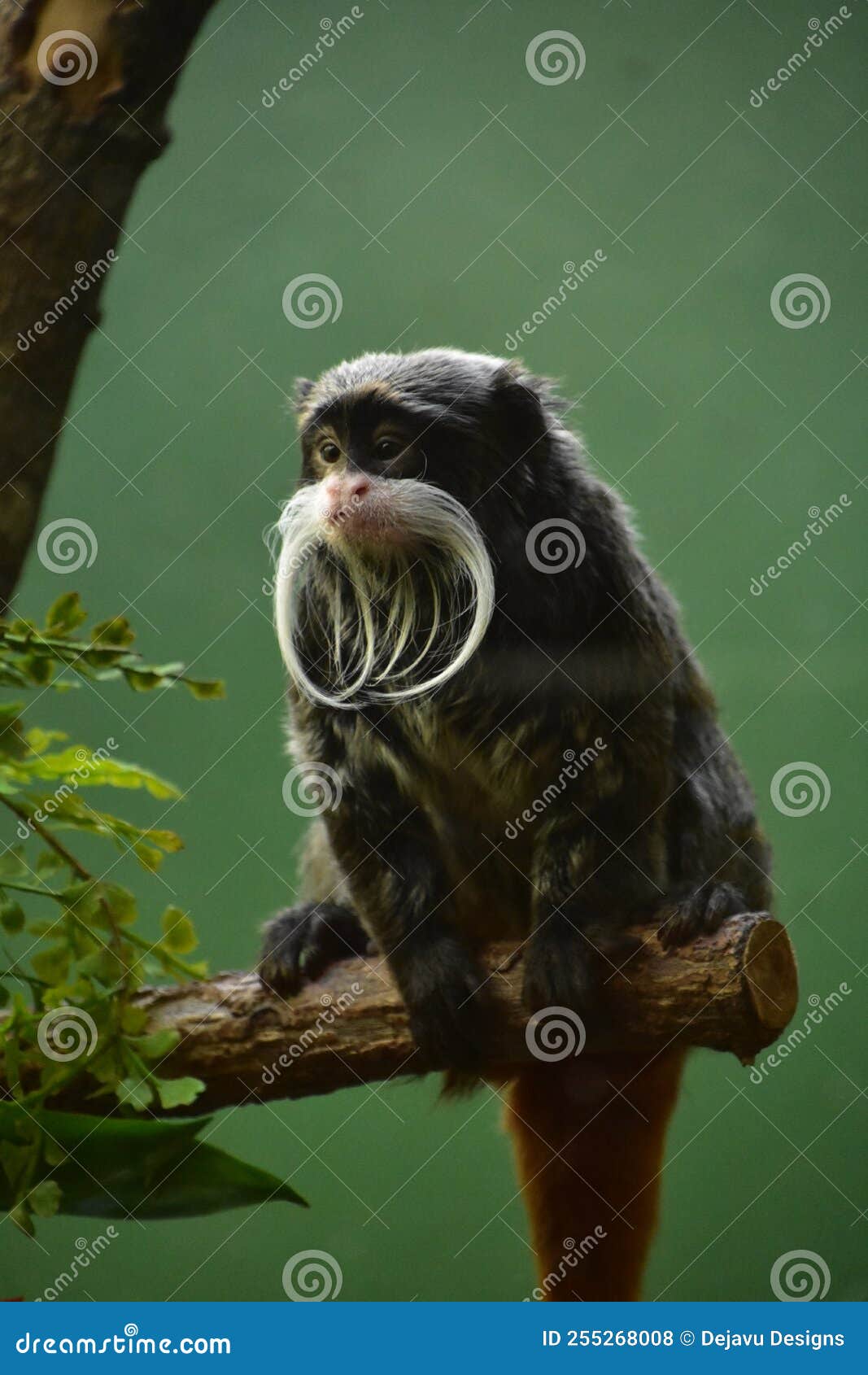 Bearded Emperor Tamarin Monkey Sitting on a Branch Stock Photo - Image ...