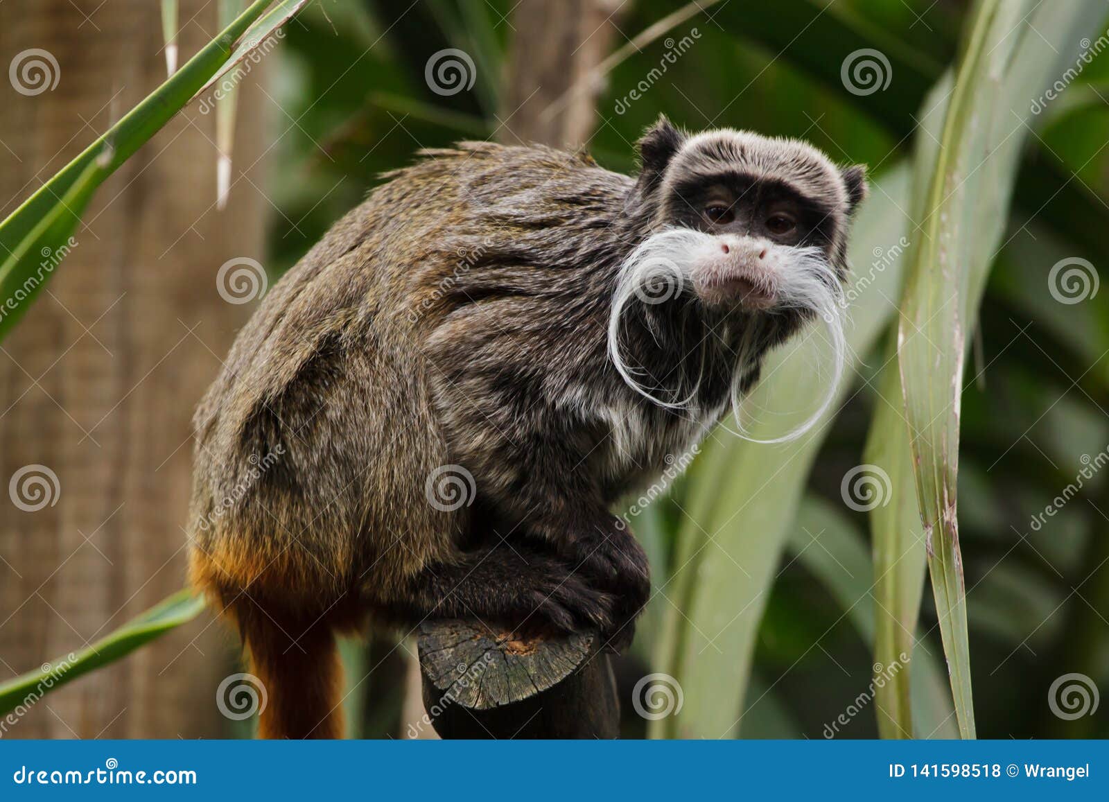 Bearded Emperor Tamarin Saguinus Imperator Subgrisecens Stock Photo ...