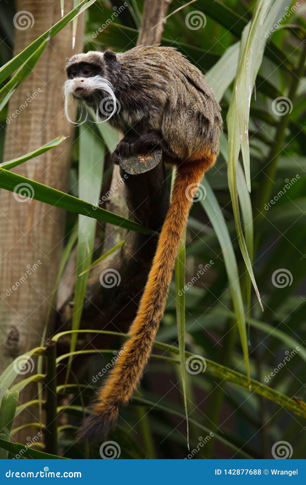 Bearded Emperor Tamarin Saguinus Imperator Subgrisecens Stock Photo ...