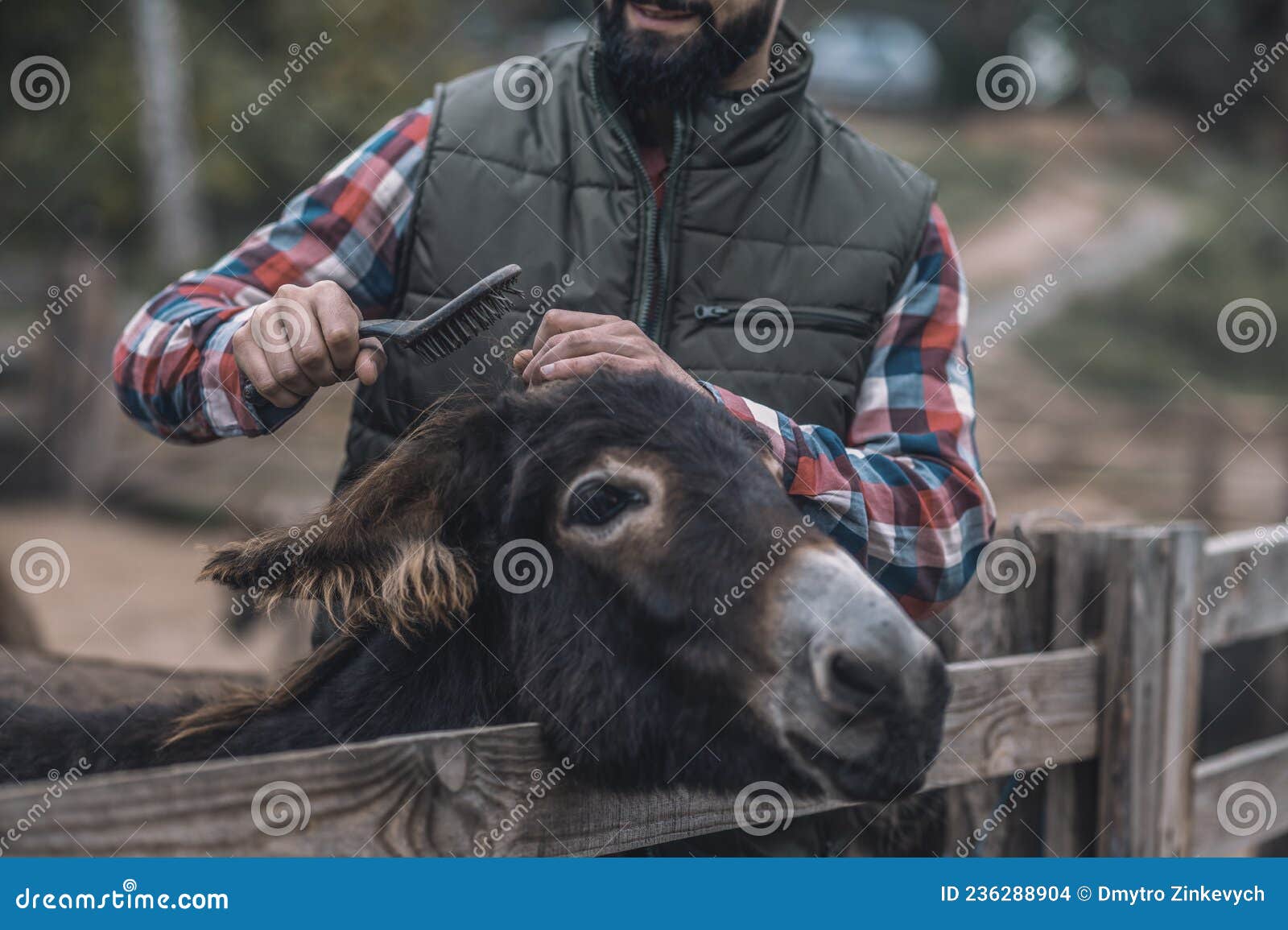 Bearded Farmer Brushing a Donkey on Cattle-farm Stock Photo - Image of ...