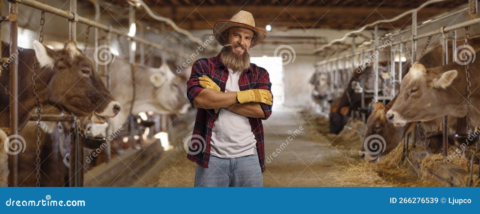 Bearded Farmer with Hat and Gloves Posing Inside a Diary Farm Stock ...
