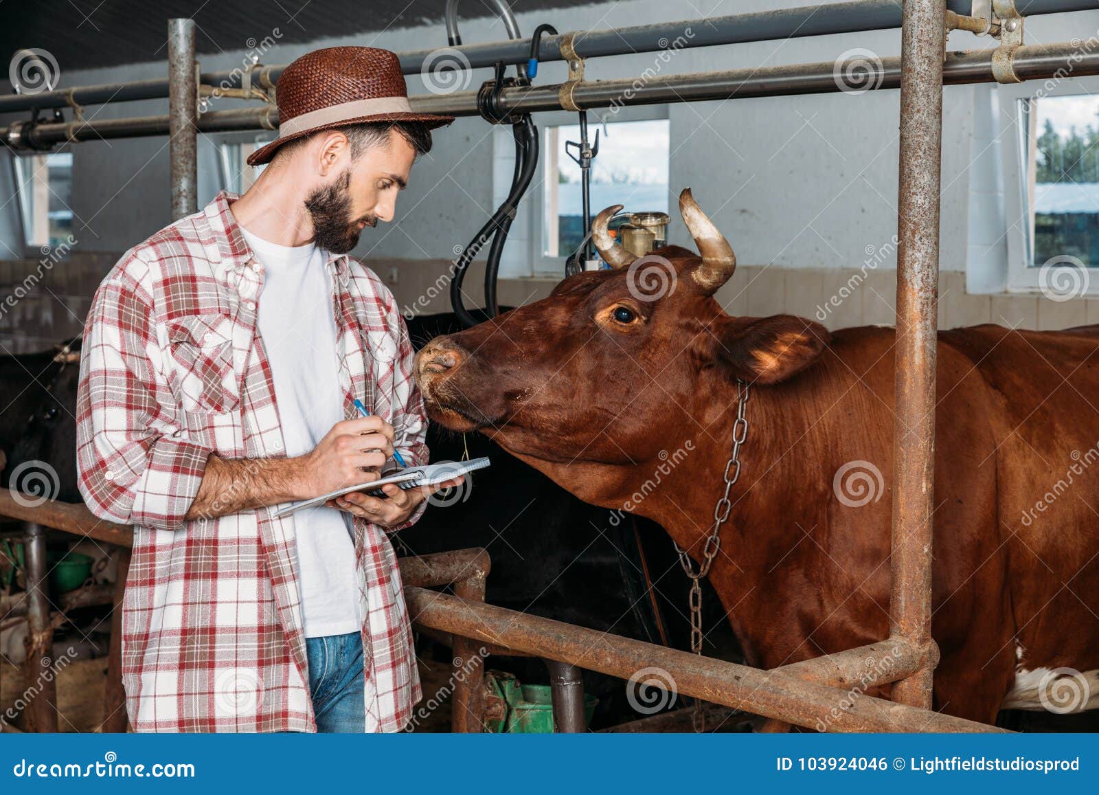 Farmer Taking Notes in Cowshed Stock Photo - Image of breeding ...