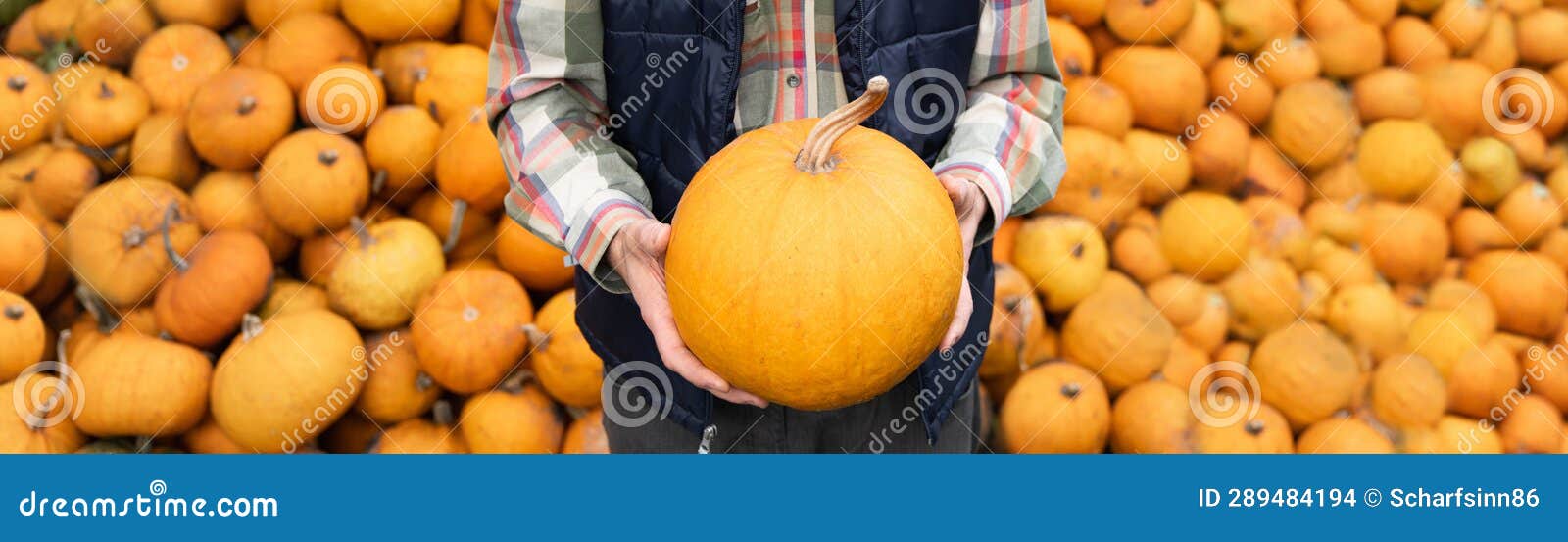 Bearded Farmer with Pumpkin on a Background of a Pile of Pumpkins Stock ...