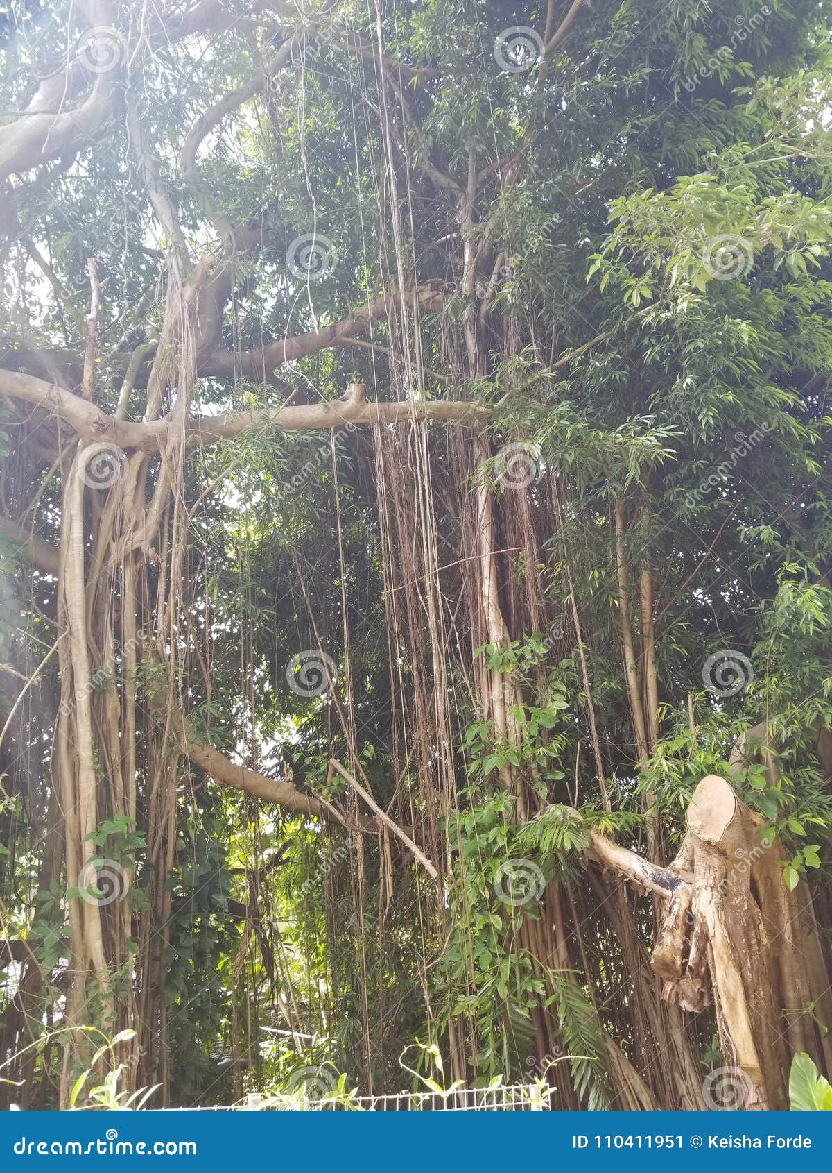 Bearded Fig Tree stock image. Image of tree, wise, bearded - 110411951
