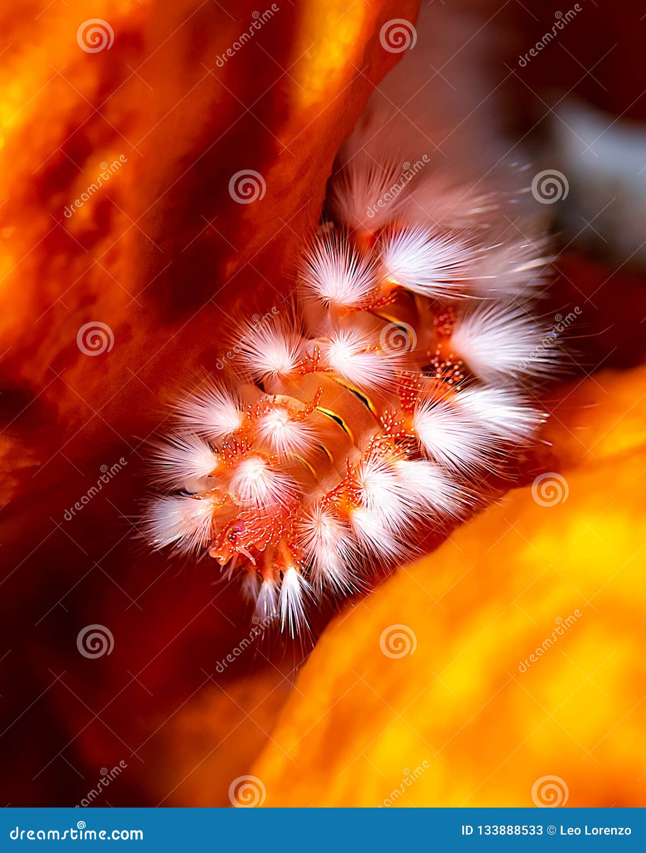 Bearded Fire Worm in a Sponge Stock Image - Image of sponge, furry ...