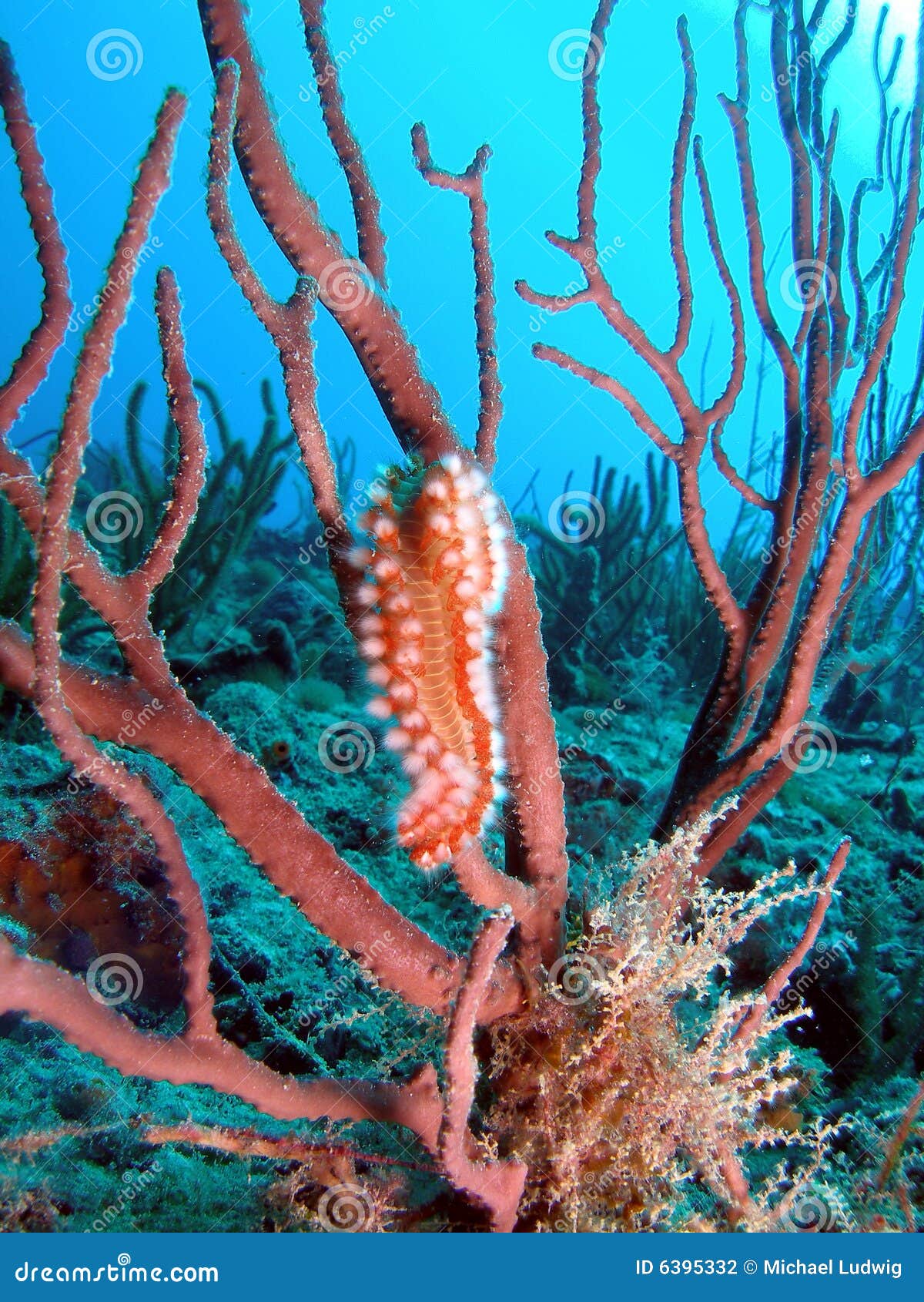 Bearded Fireworm stock photo. Image of aqua, brown, colorful - 6395332