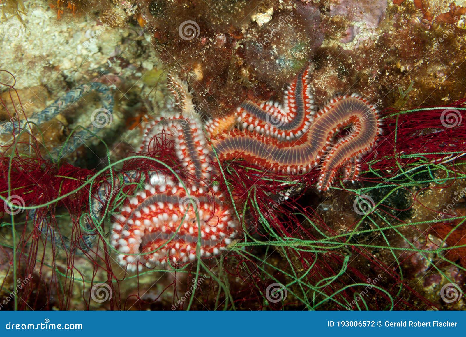 Bearded Fireworm, Hermodice Carunculata Stock Photo - Image of ocean ...