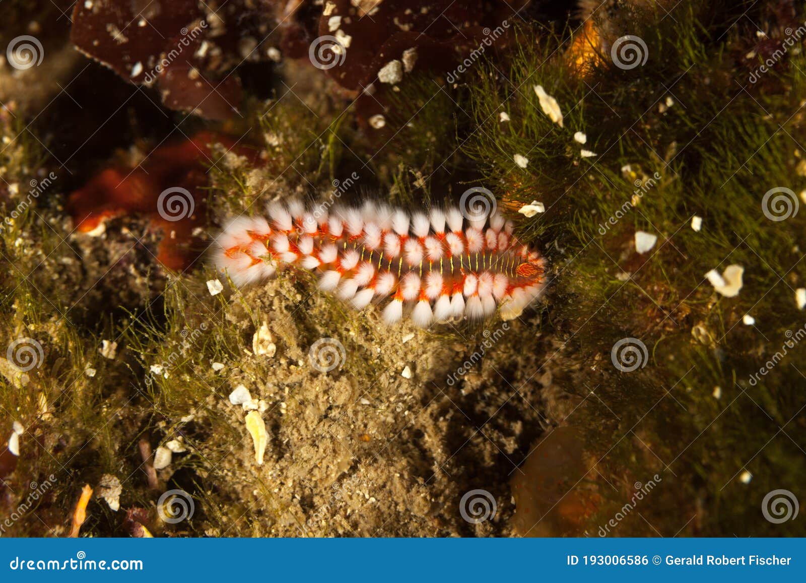 Bearded Fireworm, Hermodice Carunculata Stock Photo - Image of fauna ...