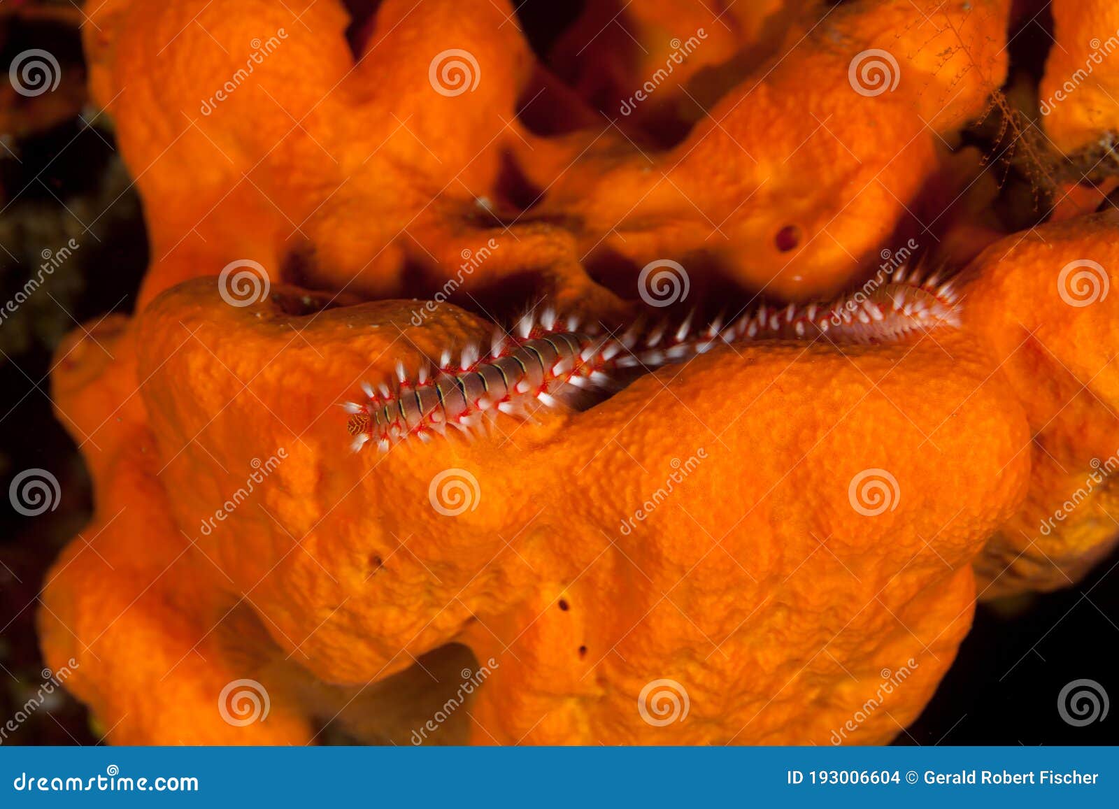 Bearded Fireworm, Hermodice Carunculata Stock Photo - Image of blue ...