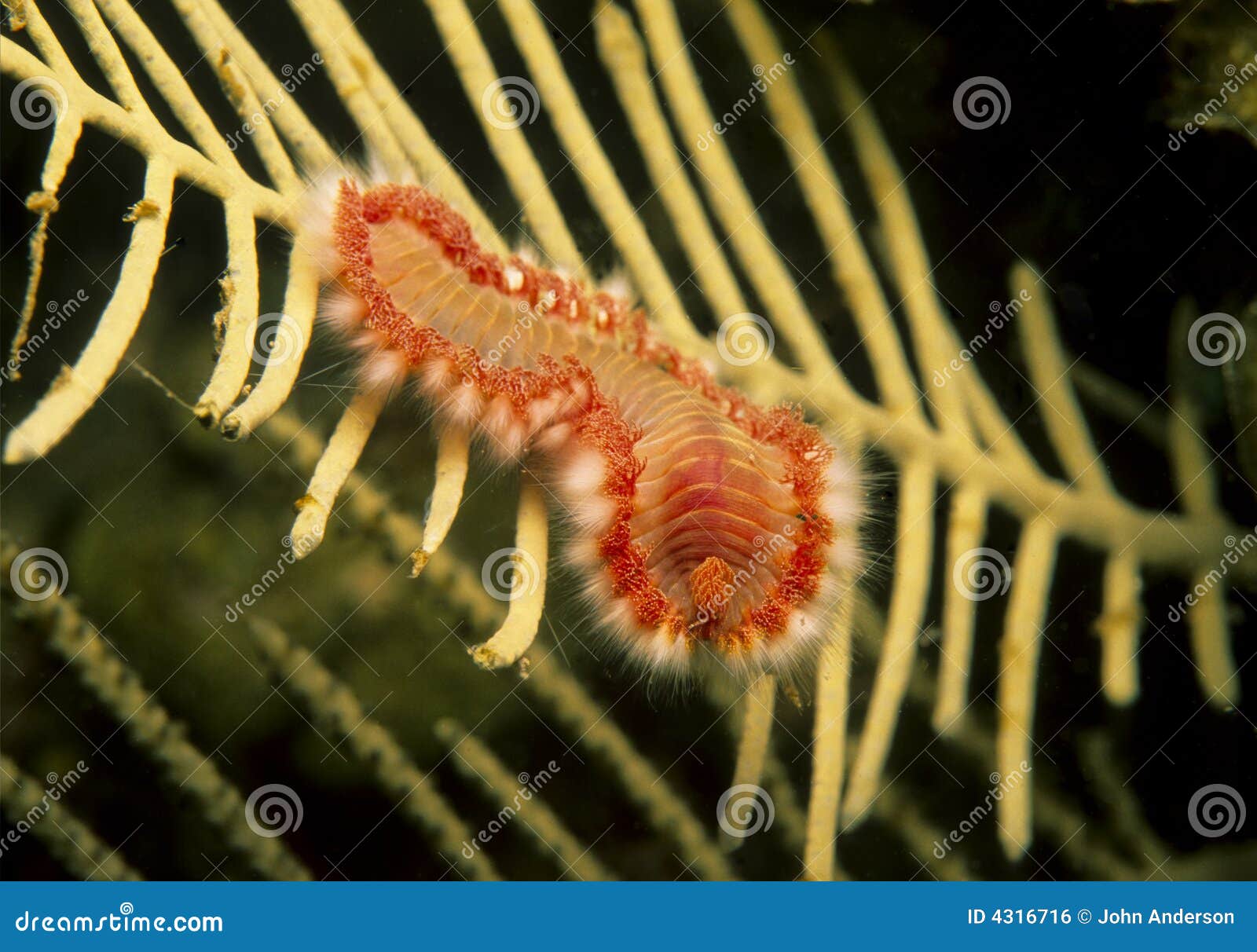 The Bearded Fireworm (Hermodice Carunculata) Is A Type Of Marine ...
