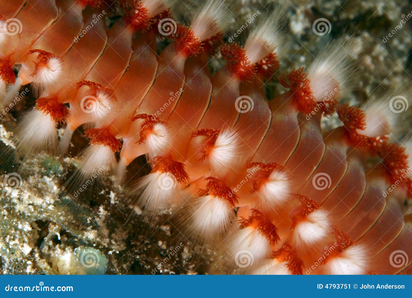 The Bearded Fireworm (Hermodice Carunculata) Is A Type Of Marine ...
