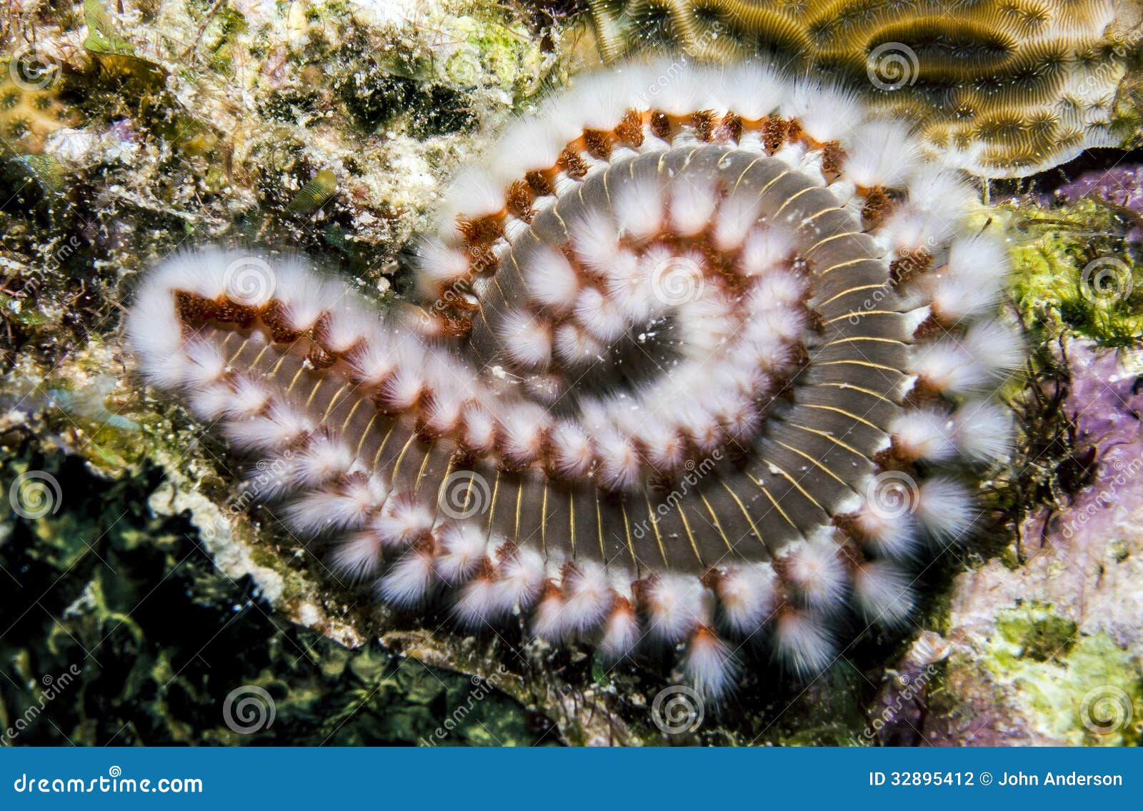 The Bearded Fireworm (Hermodice Carunculata) Is A Type Of Marine ...