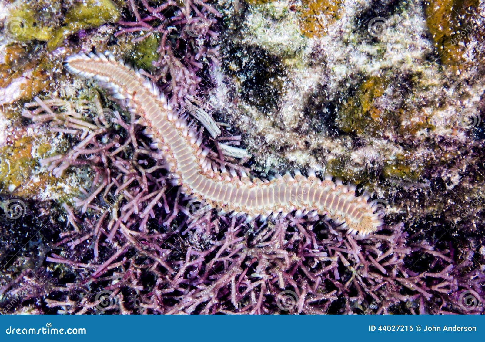 Bearded Fireworm, Hermodice Carunculata Stock Photo - Image of roatan ...