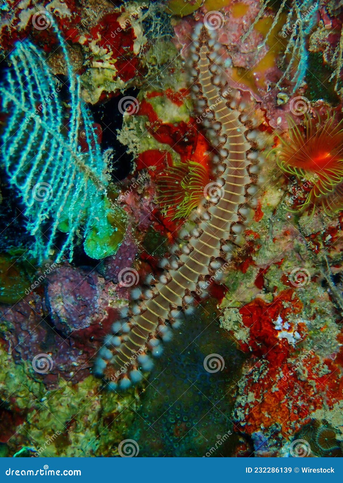 Bearded Fireworm (Hermodice Carunculata) Under the Ocean Stock Image ...