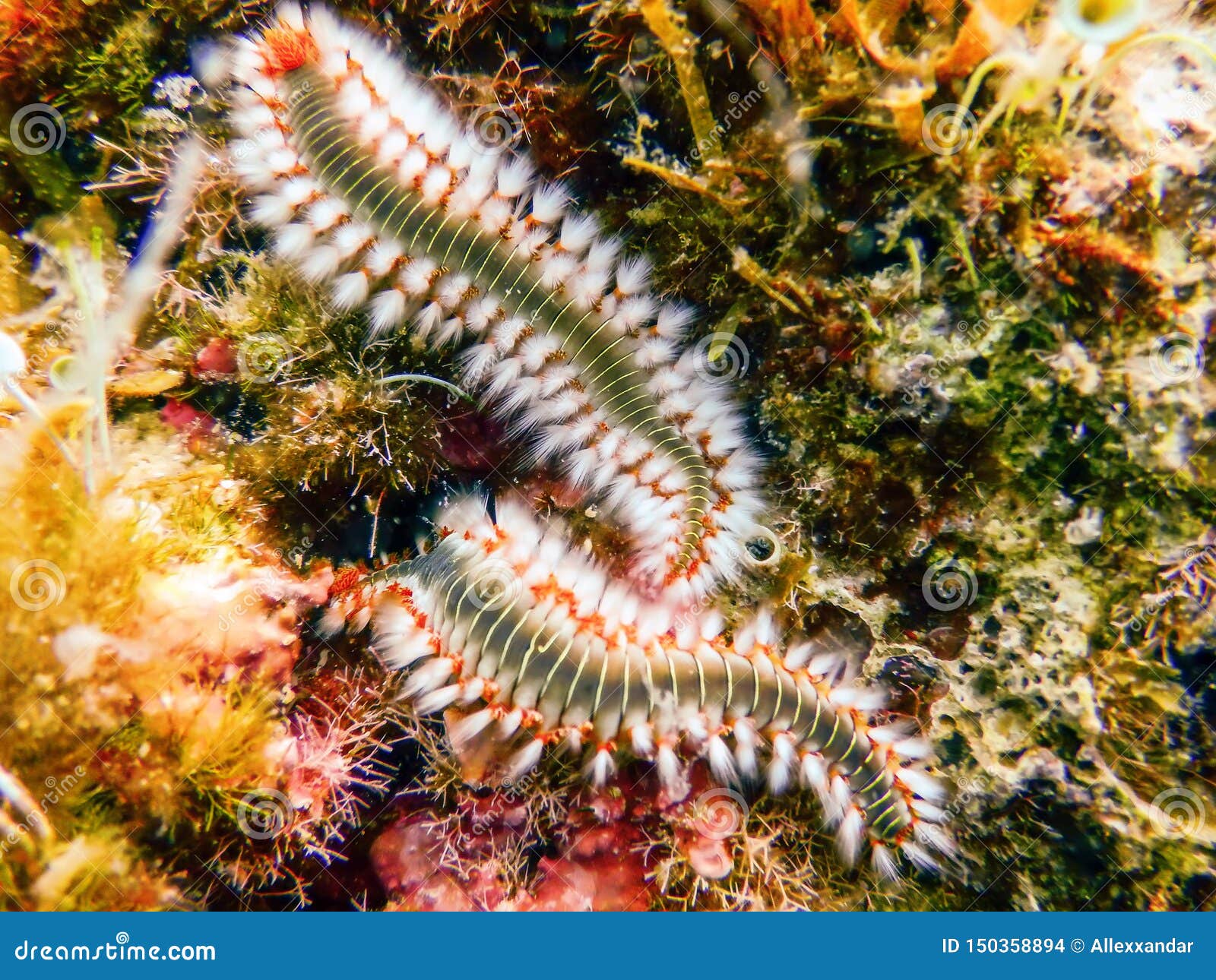 Bearded Fireworm Hermodice Carunculata Underwater Mediterranean Sea ...