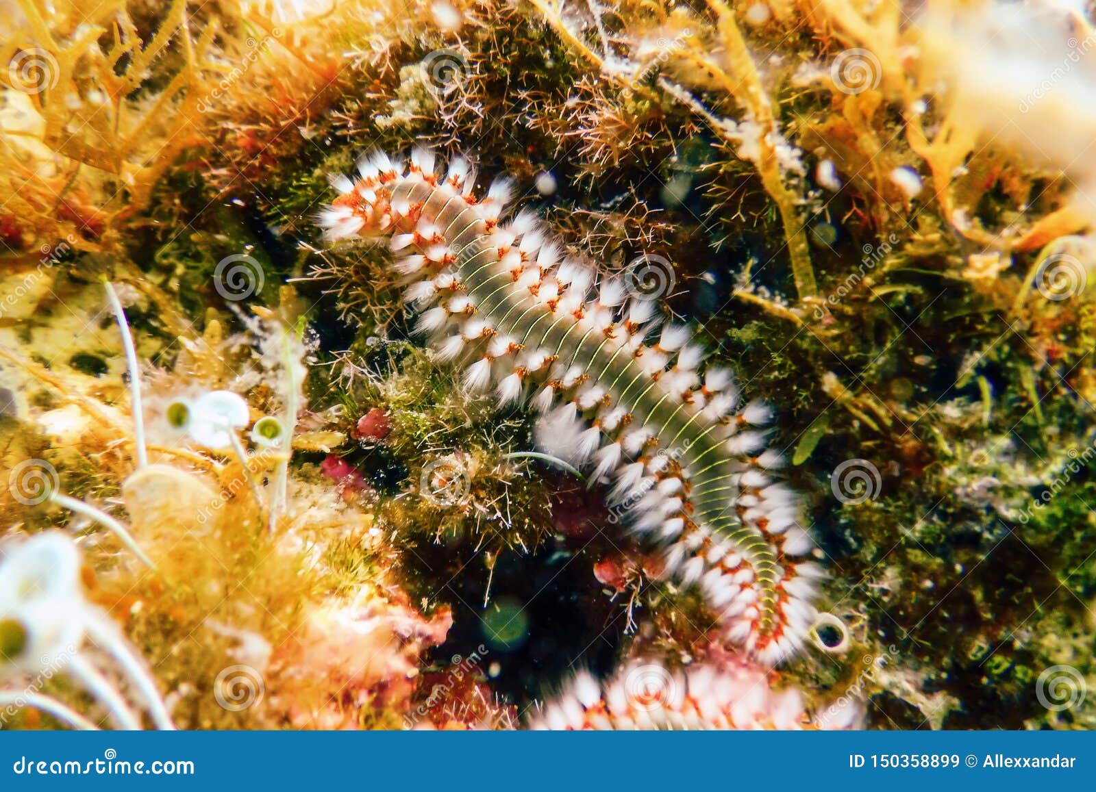 Bearded Fireworm Hermodice Carunculata Underwater Mediterranean Sea ...