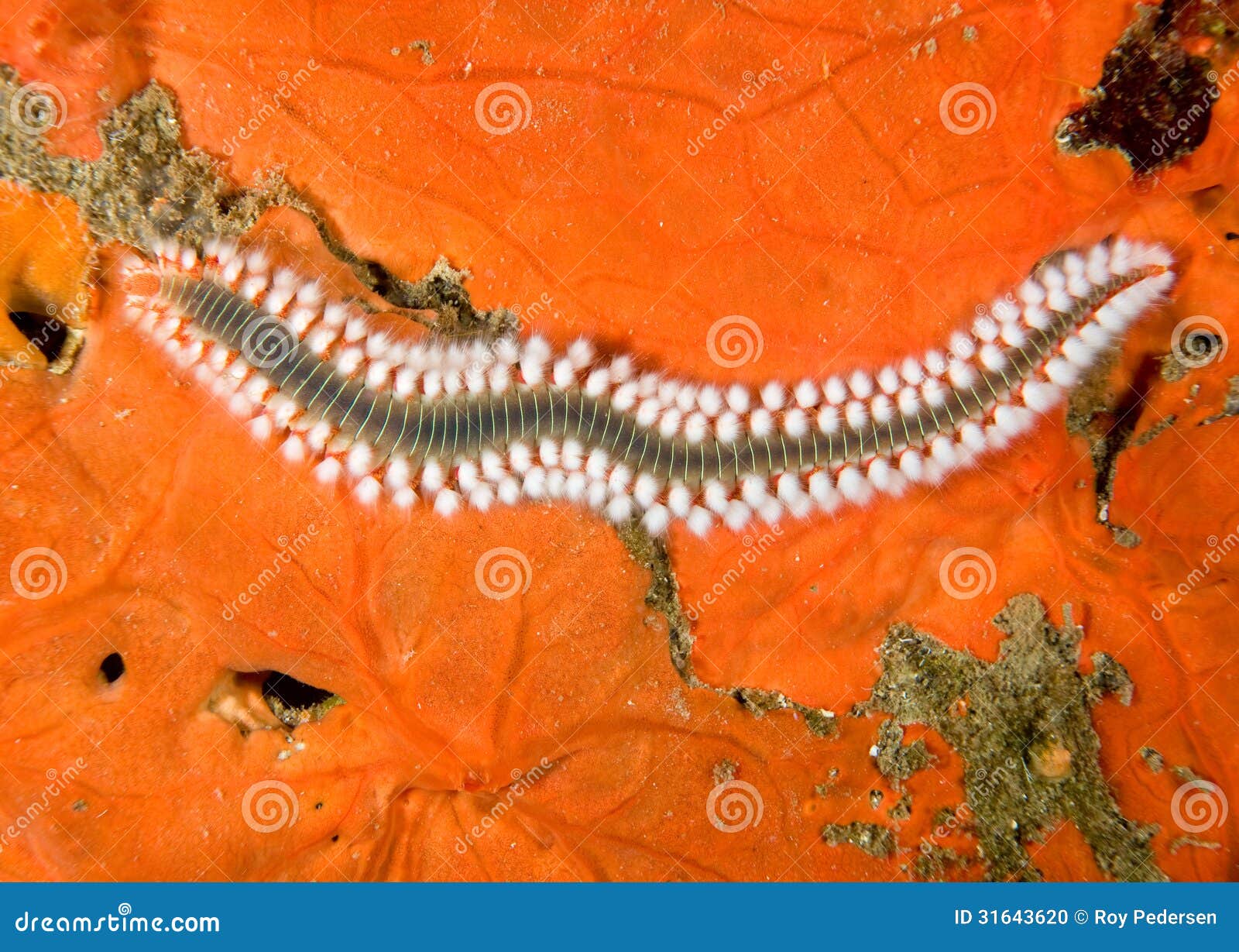 Bearded Fireworm stock photo. Image of creature, orange - 31643620