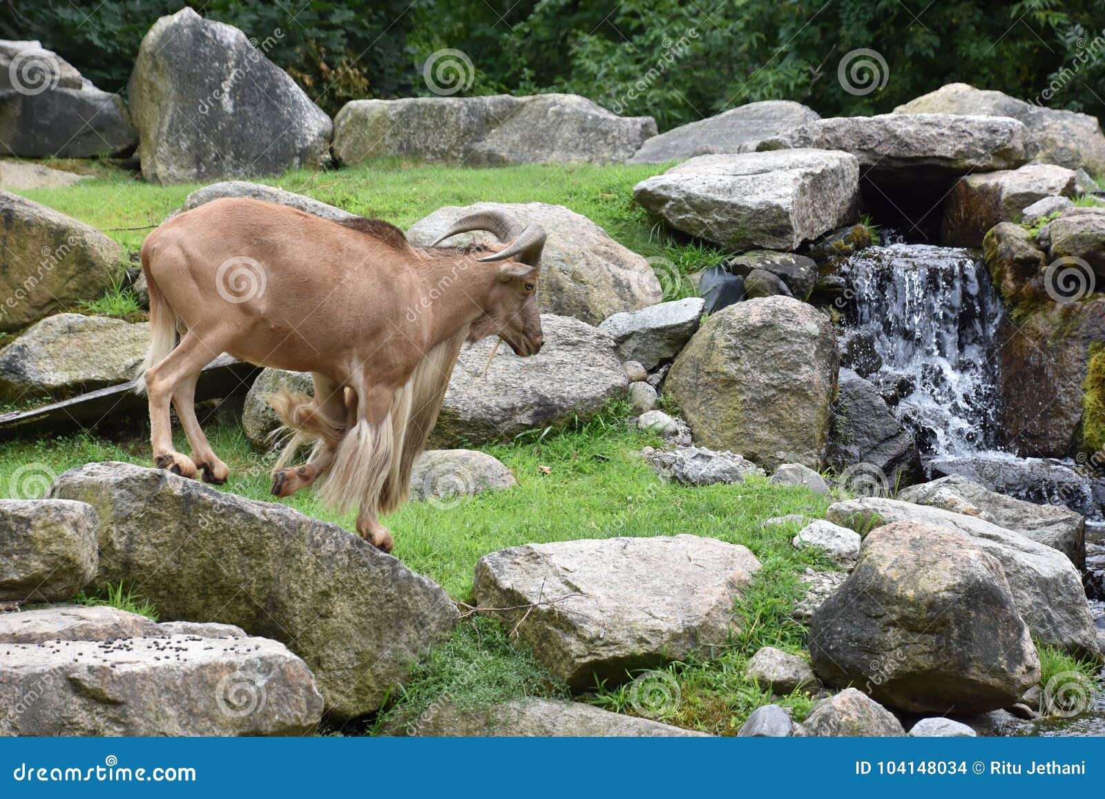 Bearded Goat stock photo. Image of brown, billy, horn - 104148034