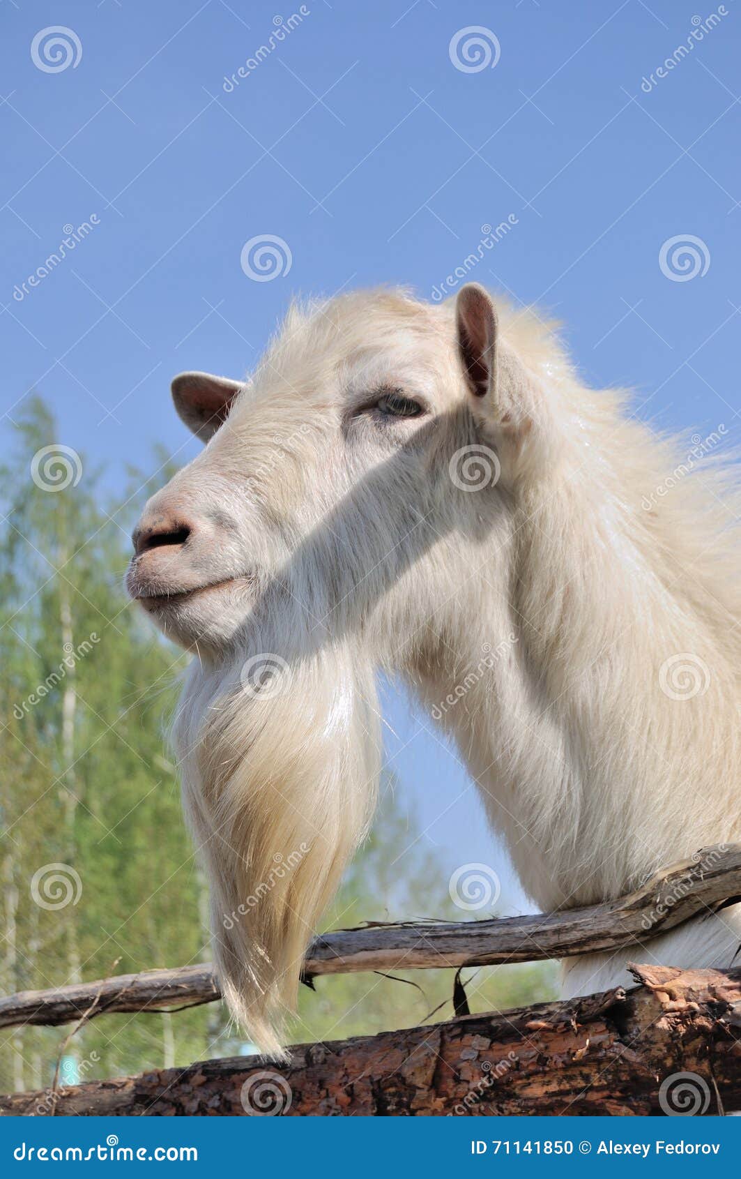 Goat Avatar Stock Photos - Free & Royalty-Free Stock Photos from Dreamstime