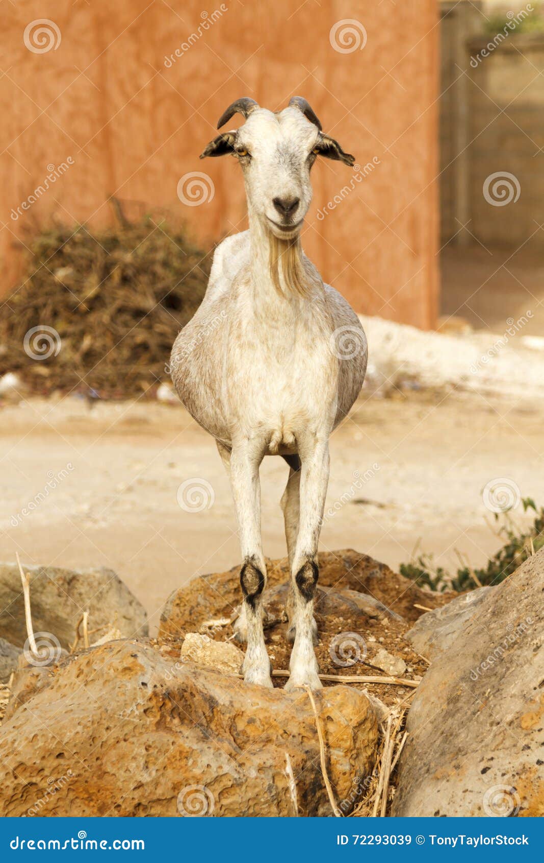 Bearded goat staring stock image. Image of horns, africa - 72293039