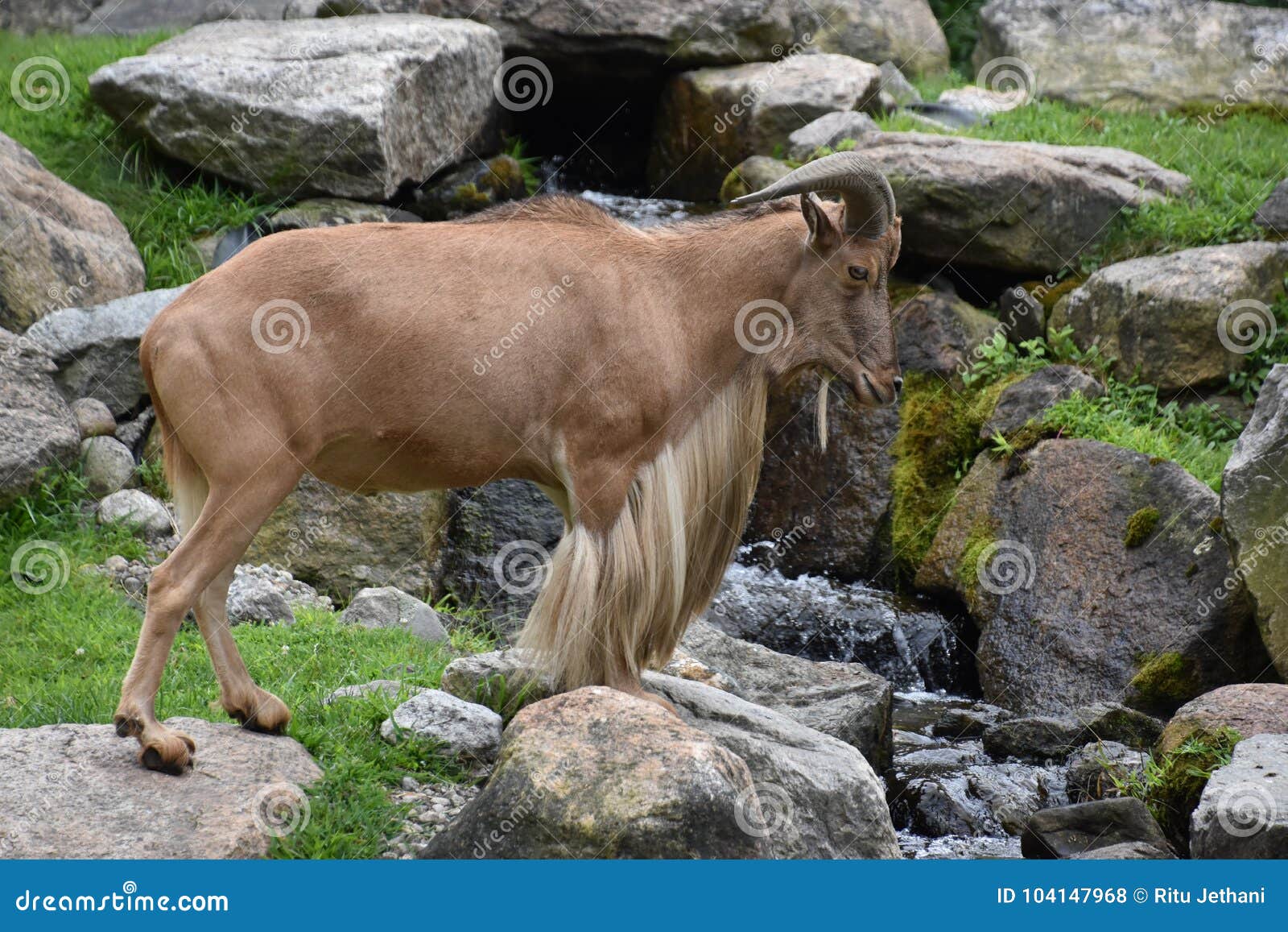 Bearded Goat stock photo. Image of animal, billy, mountain - 104147968