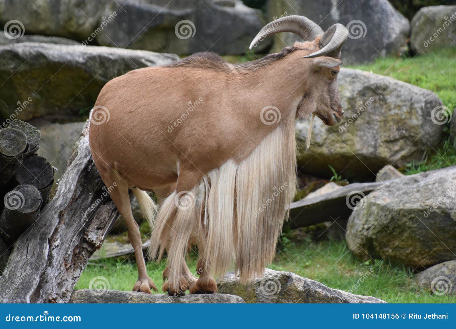 Bearded Goat stock photo. Image of bearded, rock, antler - 104148156