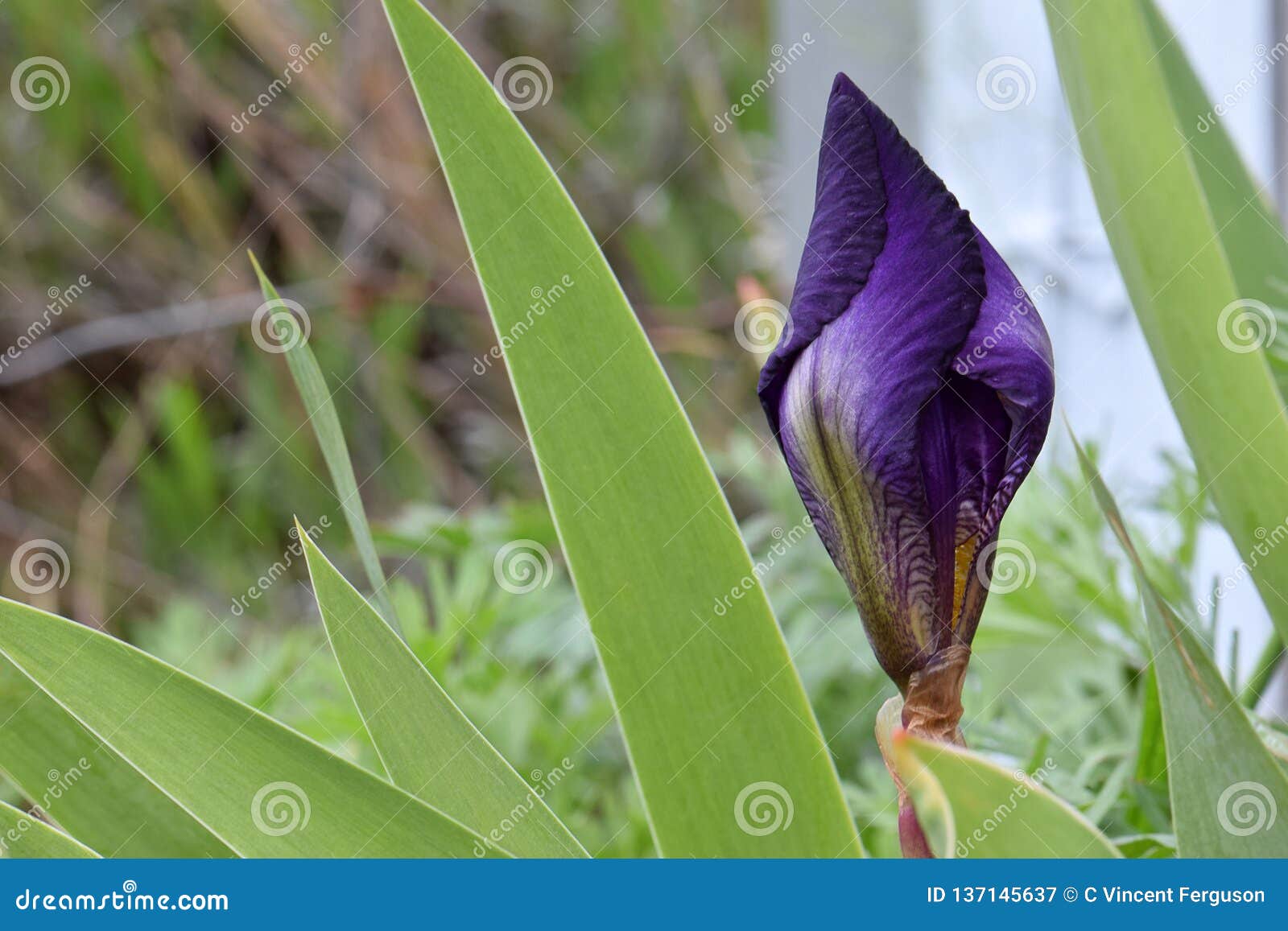 Royal Purple Bearded Iriis Bud Stock Image - Image of botanical, nature ...