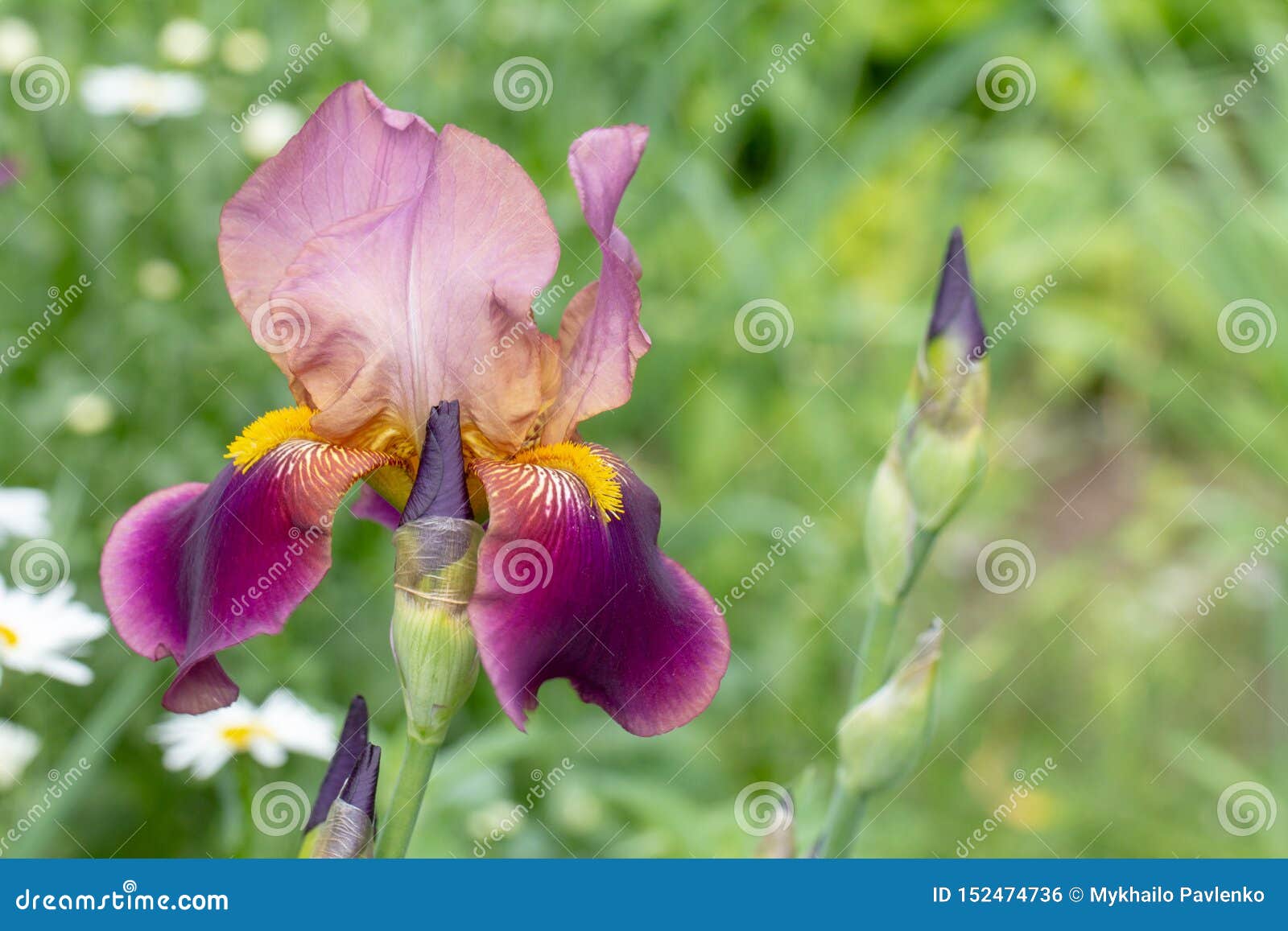 Bearded Iris Iris Barbata . Single Flower Large Close Up Stock Photo ...