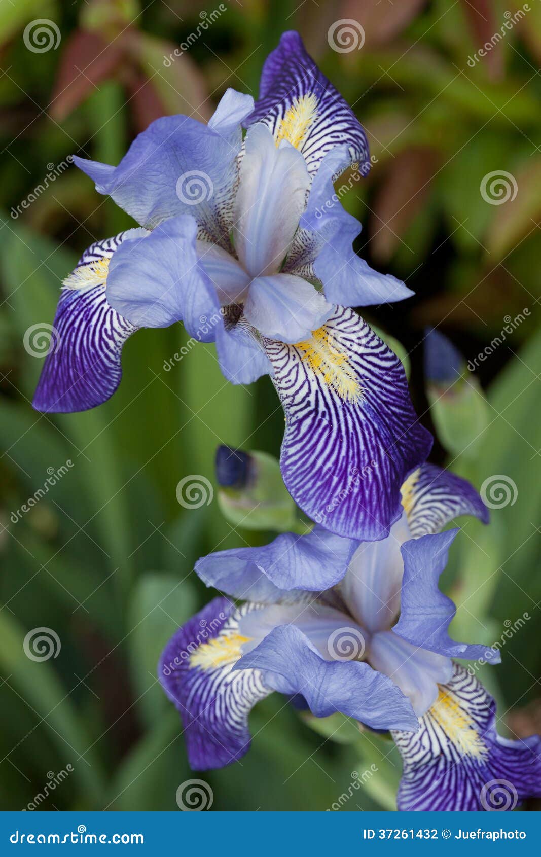 Bearded iris stock photo. Image of iris, lily, germanica - 37261432