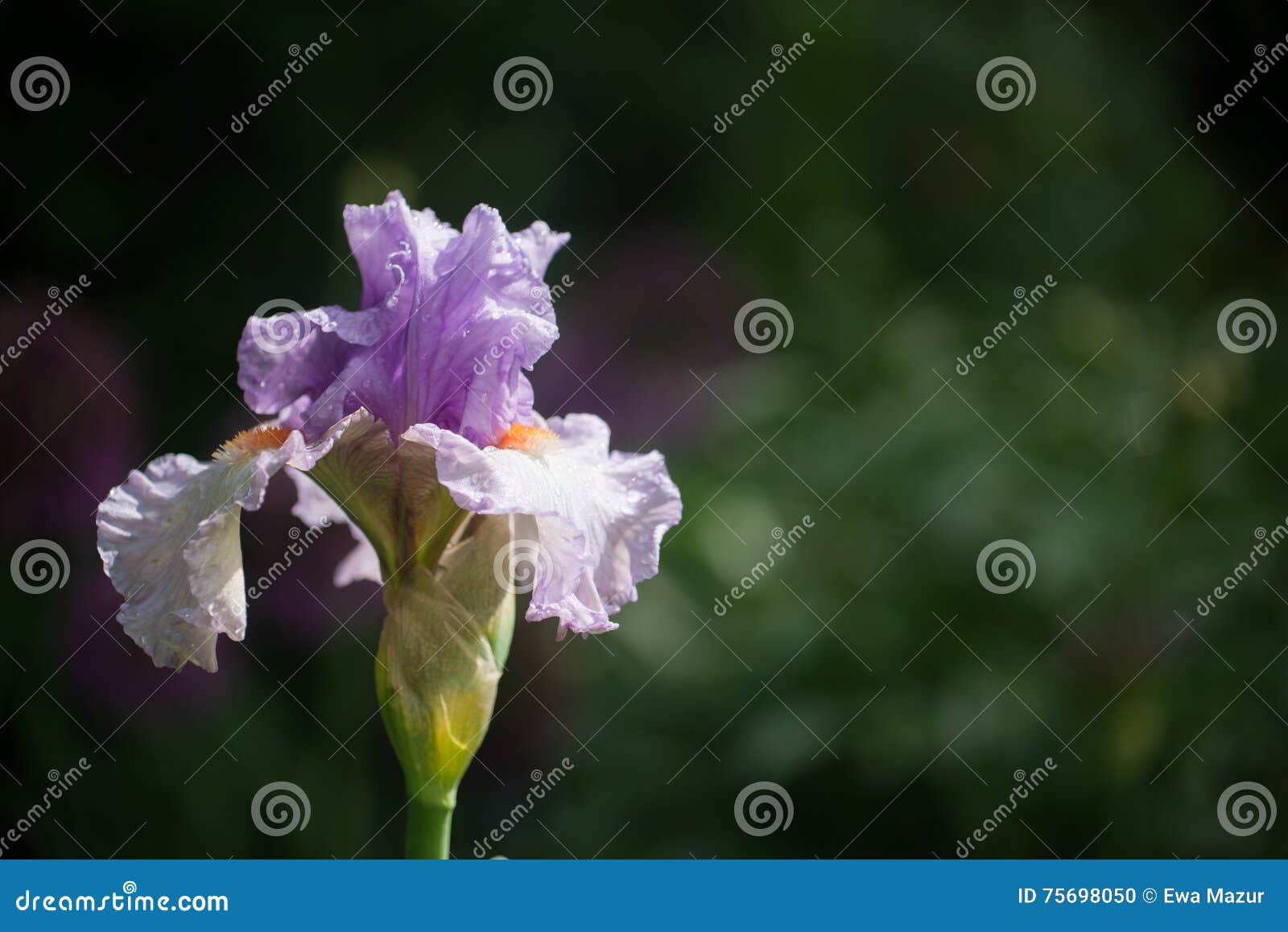`Belgian Princess` Bearded Iris Reigns Over Spring Flower Garden Stock Photography ...