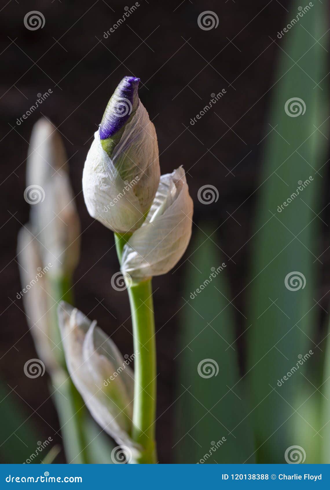 Bearded Iris Just Opening stock photo. Image of floral - 120138388