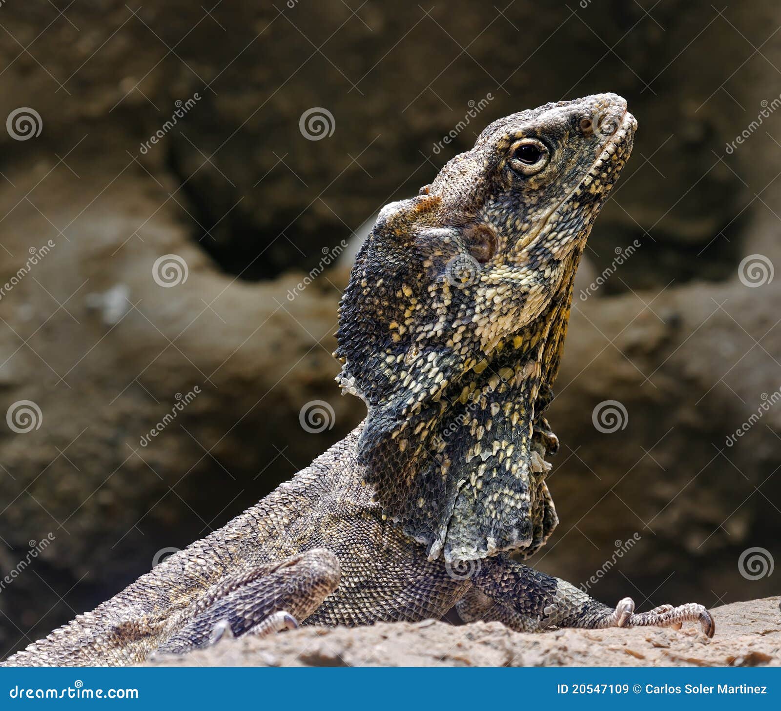 Bearded lizard stock image. Image of skin, reptile, wild - 20547109