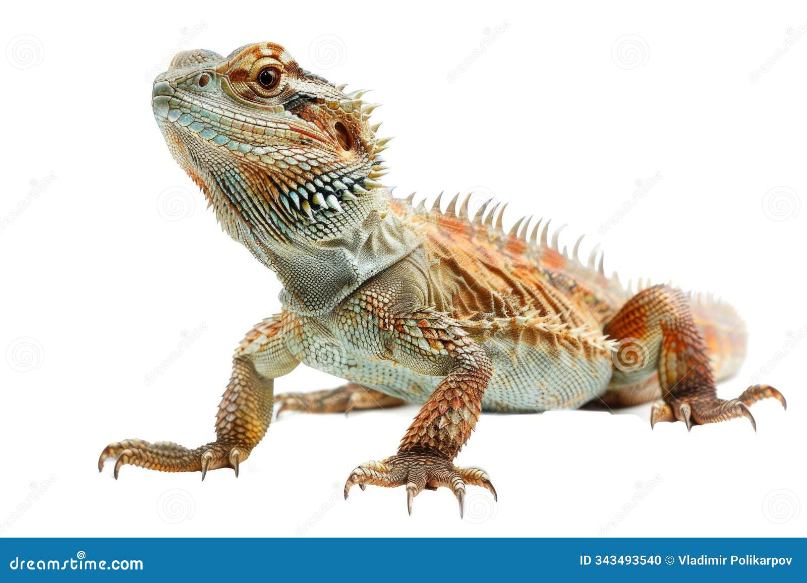 Bearded Lizard: Stunning 3d Art With Minimalistic Portraits Royalty ...